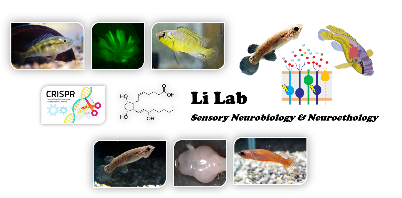 Li Lab – UMBC